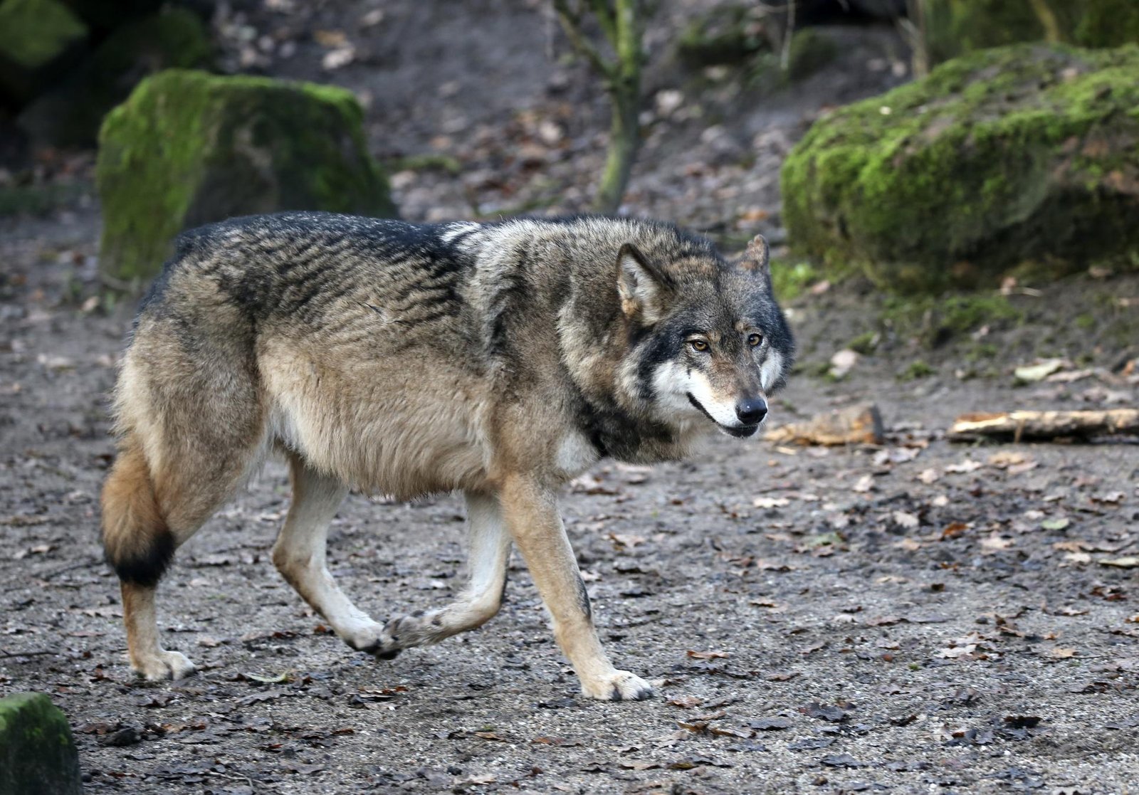 Museo del Desierto en Saltillo celebra: ya hay lobos mexicanos en ...